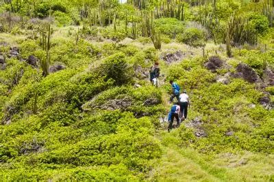 Arpentez Les Plus Beaux Sentiers De Randonnée De Martinique