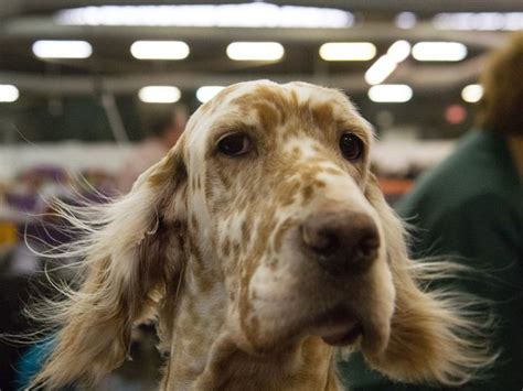 German Shorthaired Pointer Cj Wins Westminster Dog Show Westminster