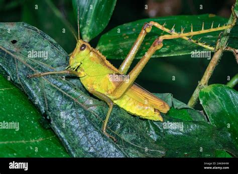 Golden Grasshopper Romaleidae Tambopata National Reserve Madre De