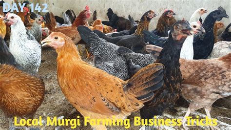 Local Murgi Farming Business Ideas L लोकेल मुरगी बिज़नेस आईडियास L দেশি মুরগি ফারমিং বিজনেস