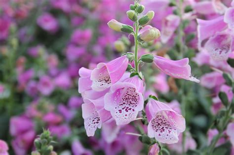 400000 Free Foxglove Flowers And Foxglove Images Pixabay