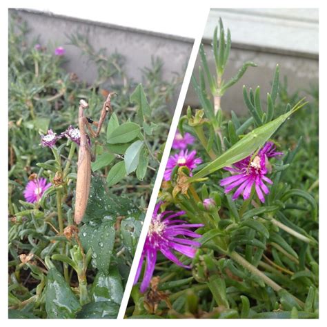 医院の花壇の仲間 いずみ中山歯科