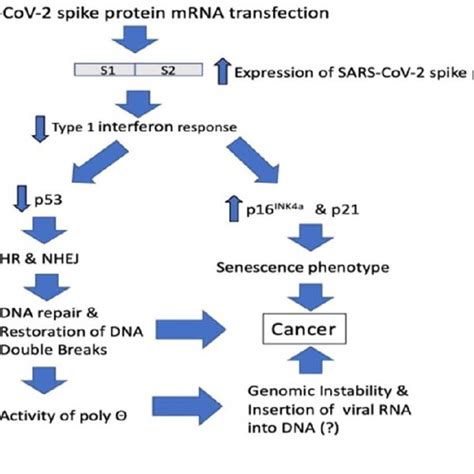 Schematic Of Sequence Of Events Hypothesized To Play Out In Response To Download Scientific