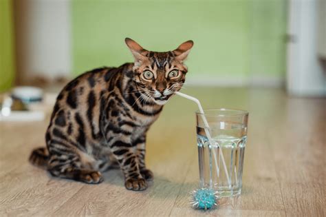 Is Your Cat Drinking Enough Water · Falls Village Vet Hospital