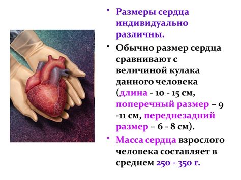 Анатомия сердца презентация онлайн