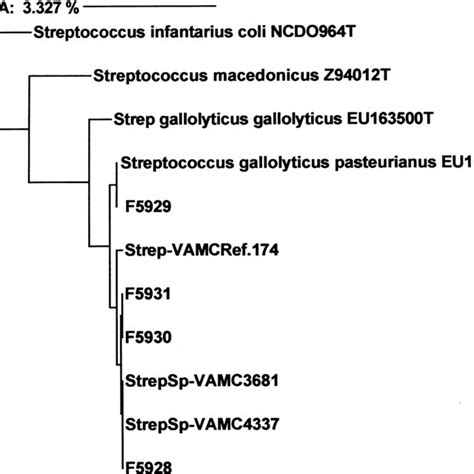 Dendrogram Of Phylogenetic Relationships Between Four Patient