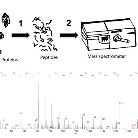 Overview Of Shotgun Proteomics Data Production A Schematic Of A Download Scientific Diagram