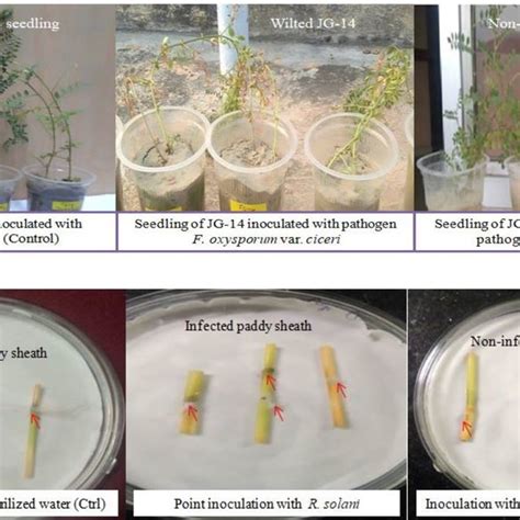 Pdf Biocontrol Potential Of Pseudomonas Stutzeri Endophyte From Withania Somnifera
