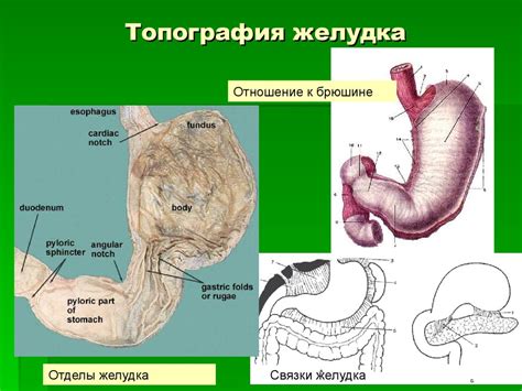 Топографическая анатомия брюшной полости Границы области деление на этажи Сумки верхнего