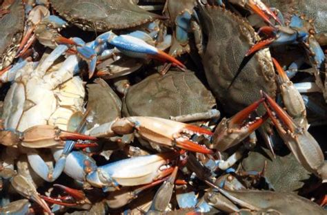 What Is Chitin With Pictures