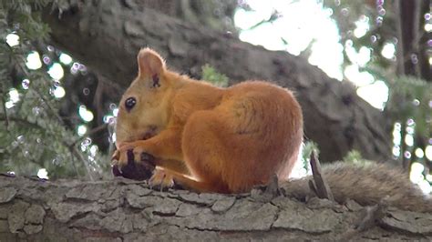 Белка с орехом №238 - YouTube