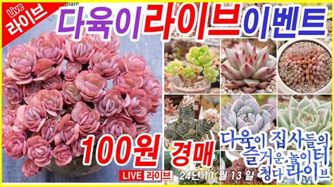 다육이 100원 경매 이벤트 판매방 11월 13일 Youtube