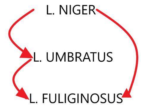 Lasius Chthonolasius Myrmeluna