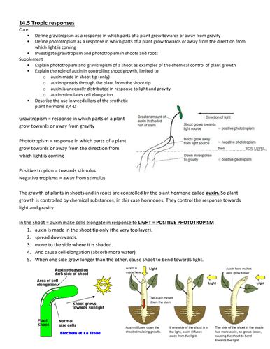 Igcse Biology 14 Nervous Control Hormones Plant Hormones