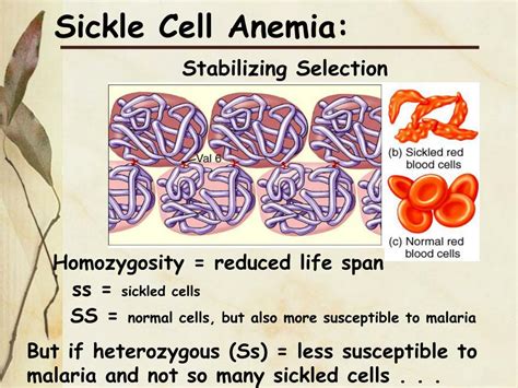 Ppt Evolution And Natural Selection Powerpoint Presentation Free