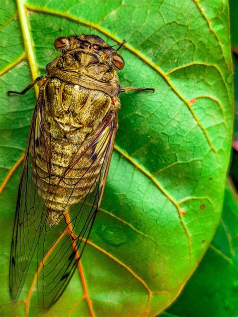 Giant Cicada