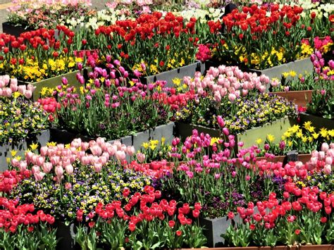 花追い旅：とっとり花回廊の花たち ⑨（鳥取県西伯郡南部町） Fwssのえっさんブログ