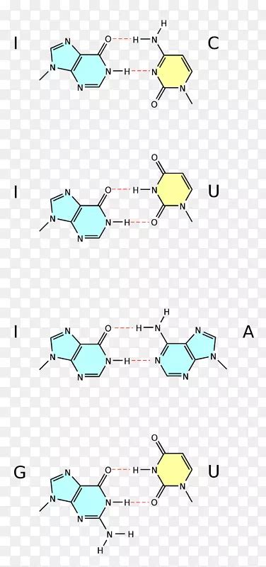 摆动碱基对尿嘧啶dna核酸双螺旋png图片素材下载 图片编号2938437 Png素材网