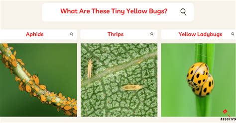 15 Tiny Yellow Bugs A Comprehensive Guide Bugstips