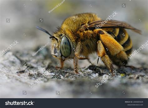 Garullas Más De 3 Fotos De Stock Con Licencia Libres De Regalías Shutterstock