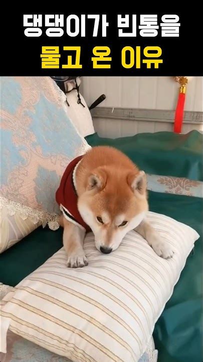 댕댕이가 빈 음료수병을 들고 온 이유 Youtube