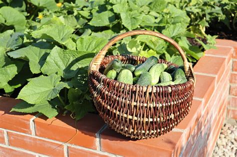 챙이 많은 현대적인 채소 밭 식물 허브 향신료 딸기 및 채소를 재배하는 도시 정원에서 원예 침대를 올렸습니다 오이의 전체 바구니