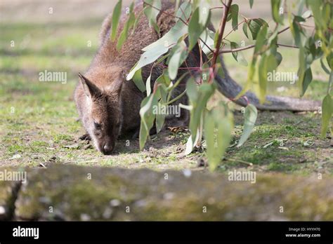 Australian Tree Kangaroo Eating Grass Stock Photo Alamy