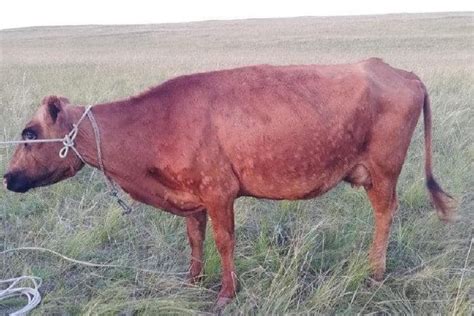 Дөрвөн аймгийн найман сумд үхрийн арьс товруутах өвчин тархжээ