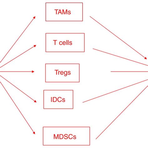 Vegf Is Involved In Both Angiogenesis And Immunosuppression Tumor Download Scientific Diagram
