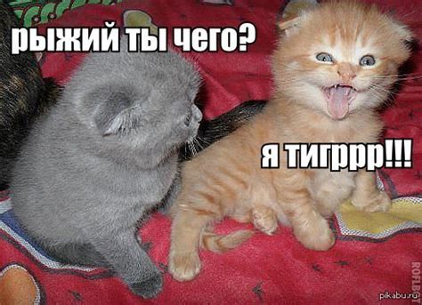 Тигр!!! | Пикабу