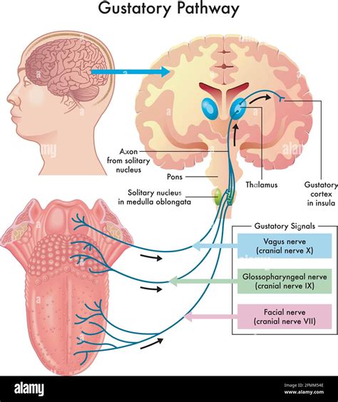 Gustatory Pathway Did You Know The Gustatory System Or Sense Of Taste Gustatory Pathway Did You Know The Gustatory System Or Sense Of Taste