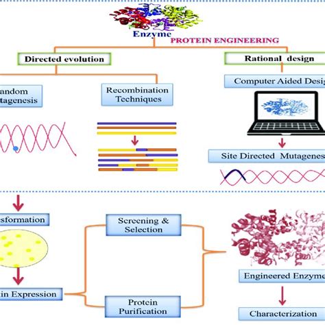 The Schematics Of Different Enzyme Engineering Methods Download