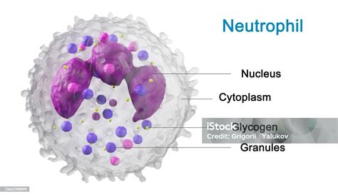 인간 정맥 안쪽에 백혈구 백혈구 3d 렌더링 적혈구에 대한 스톡 사진 및 기타 이미지 적혈구 건강관리와 의술 건강한 생활방식 Istock