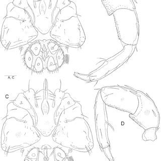 Hygrobates Quanaticola Schwoerbel Sepasgozarian Male Holotype Download Scientific