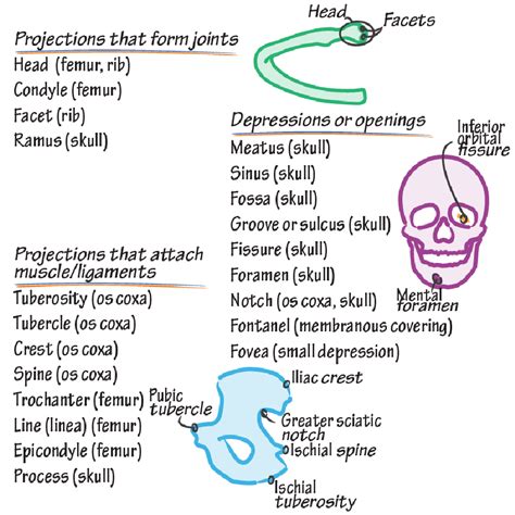 Gross Anatomy Glossary Bone Functions And Features Ditki Medical And Biological Sciences