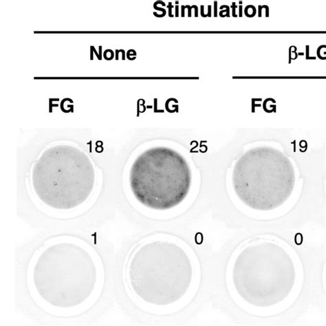 Antigen Sensitization Specific Antibody Production To β Lactoglobulin Download Scientific
