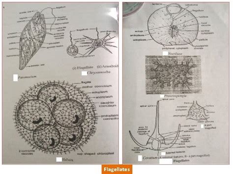 Protozoa General Characters Classification Dr P Ravi Sekhar