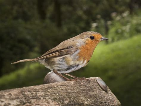 16th June Froglets Toadlets And Ringlets Brandon Hill Nature Blog