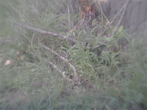 Version 211 Batch Hazy Results Desktop Questions Macos And