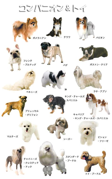 日本人の大好きな小型愛玩犬達 DOG HOUSE 楽天ブログ
