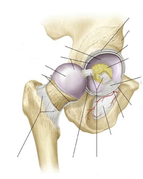 Acetabulofemoral Joint Diagram Quizlet