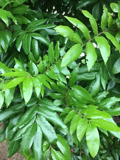 Titoki Tree Nz Growing And Care Guide The Plant Company