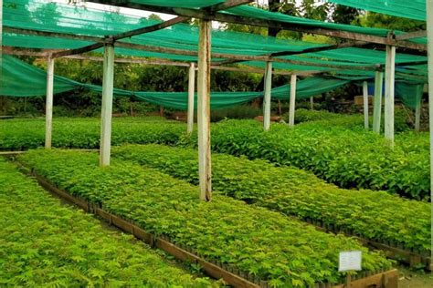 သီပေါမြို့နယ် သစ်တောဦးစီးဌာန ပျိုးဥယျာဉ်တွင် ၂၀၂၂ခုနှစ် မိုးရာသီကာလ ပြည