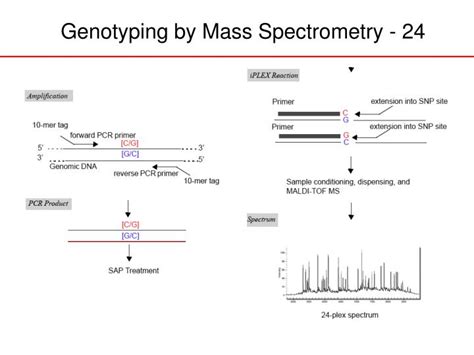 Ppt Overview Of Snp Genotyping Debbie Nickerson Department Of Genome