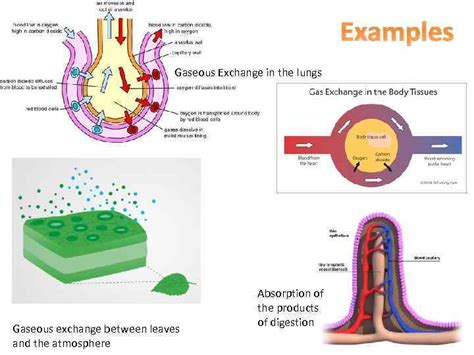 DIFFUSION Diffusion V All Gaseous And Particles