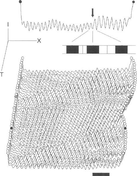 Figure 3 1 From Self Organized Cyclic Patterns In Muscles And Microscopic Swimming Semantic