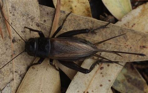 Culturing Black Field Crickets Gryllus Bimaculatus Step By Step
