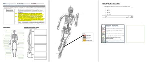 Edexcel Gcse Pe 1 1 2 And 1 1 3 Classification Of Bones And Structure Of The Skeleton Full