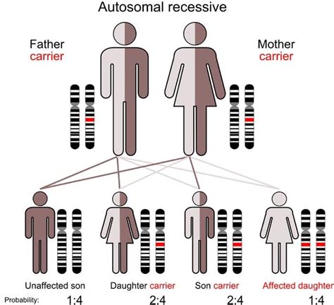 Autosomal Recessive Inheritance Principles Patterns And Disorders