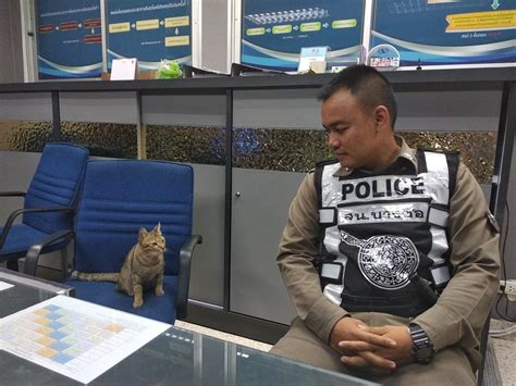Staygate Tebby Cat Arrested In Violation Of Curfew In Thailand
